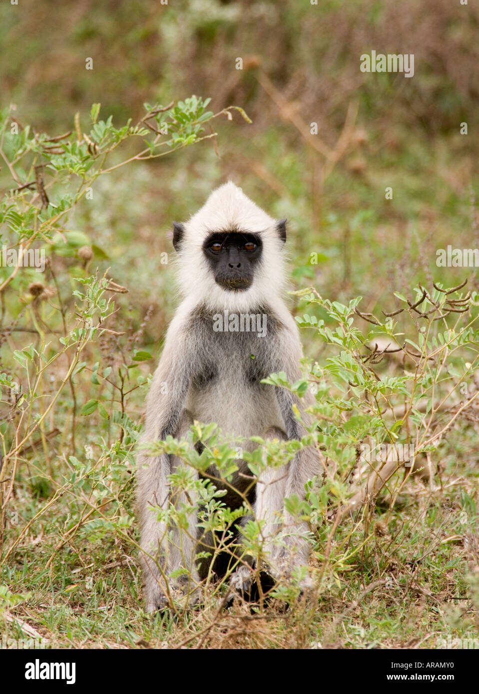 Semnopithecus thersites hi-res stock photography and images - Alamy