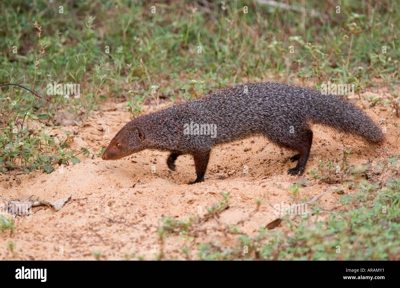 Indian Brown Mongoose High Resolution Stock Photography and Images - Alamy