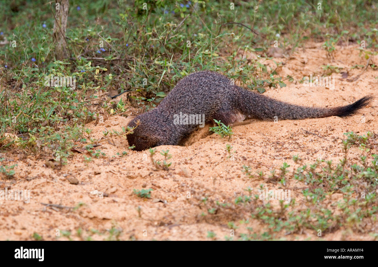 Brown Mongoose Herpestes fuscus Stock Photo - Alamy