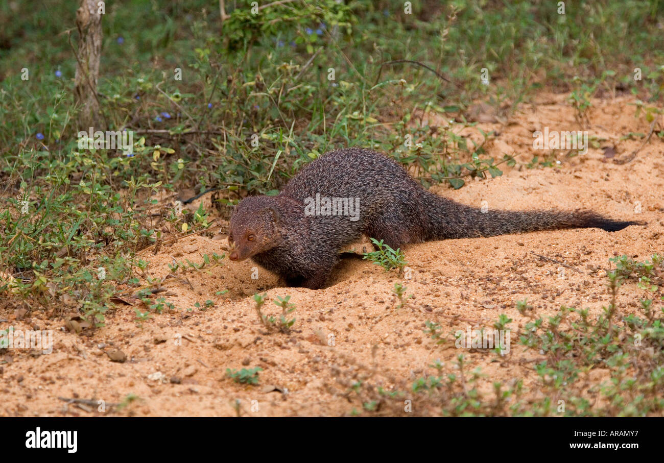Herpestes fuscus hi-res stock photography and images - Alamy