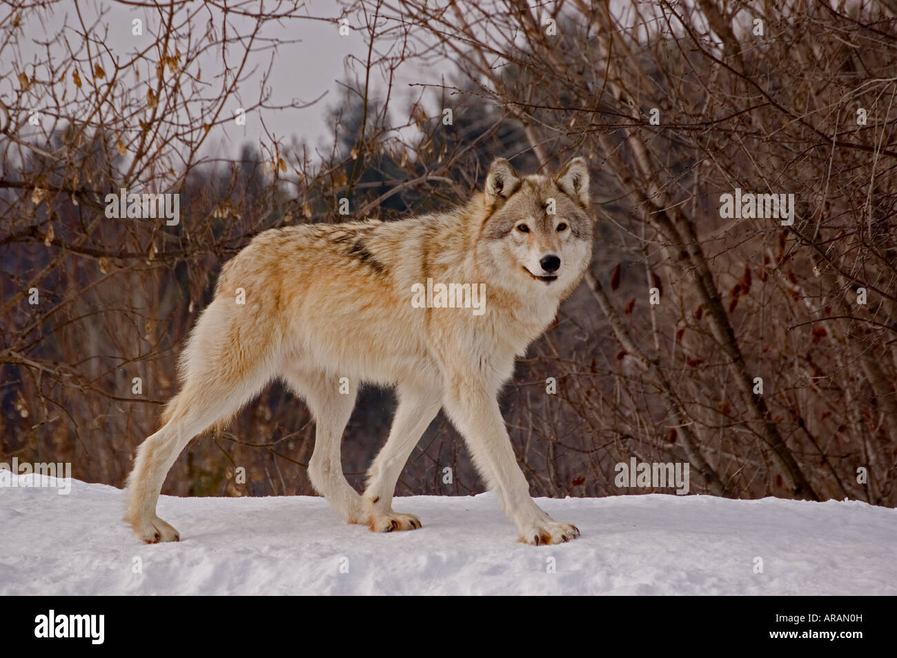 A Timber Wolf Stock Photo - Alamy