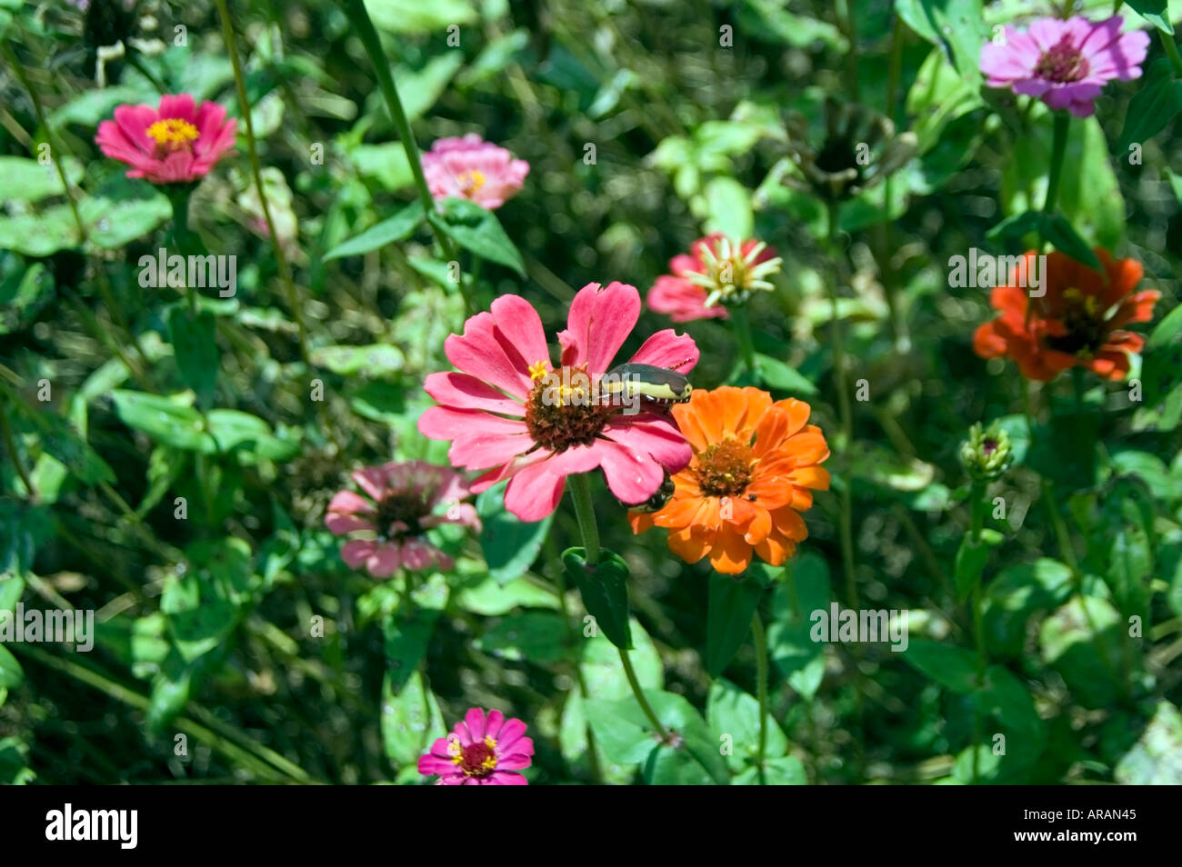 Daisy garden, including Chrysanthemum and Gerbera, on the Masai Mara ...
