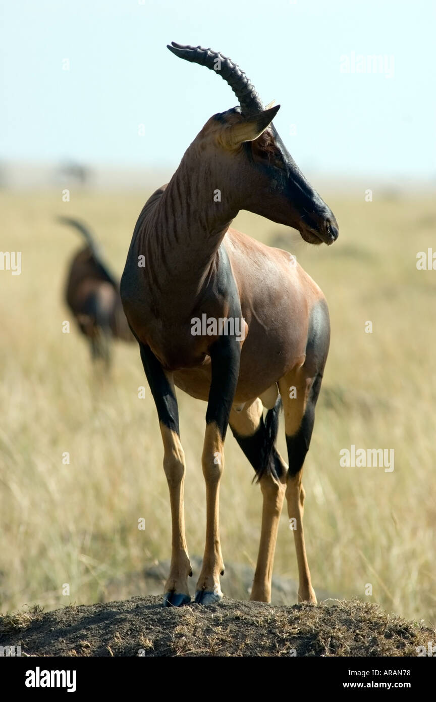 The Topi, damaliscus lunatus, standing upright on a termite mound on ...