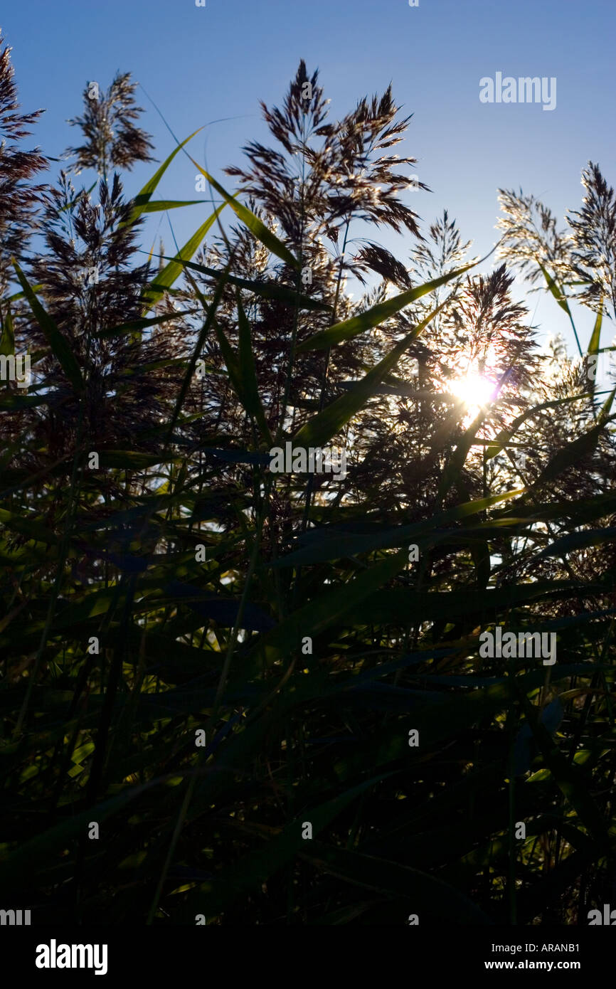 Common reed grass Stock Photo - Alamy