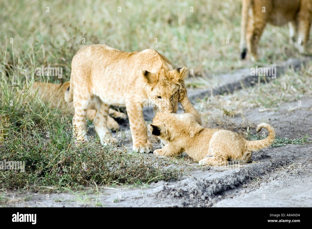 Pride of lions including cubs, plays in the evening sun on the Masai ...