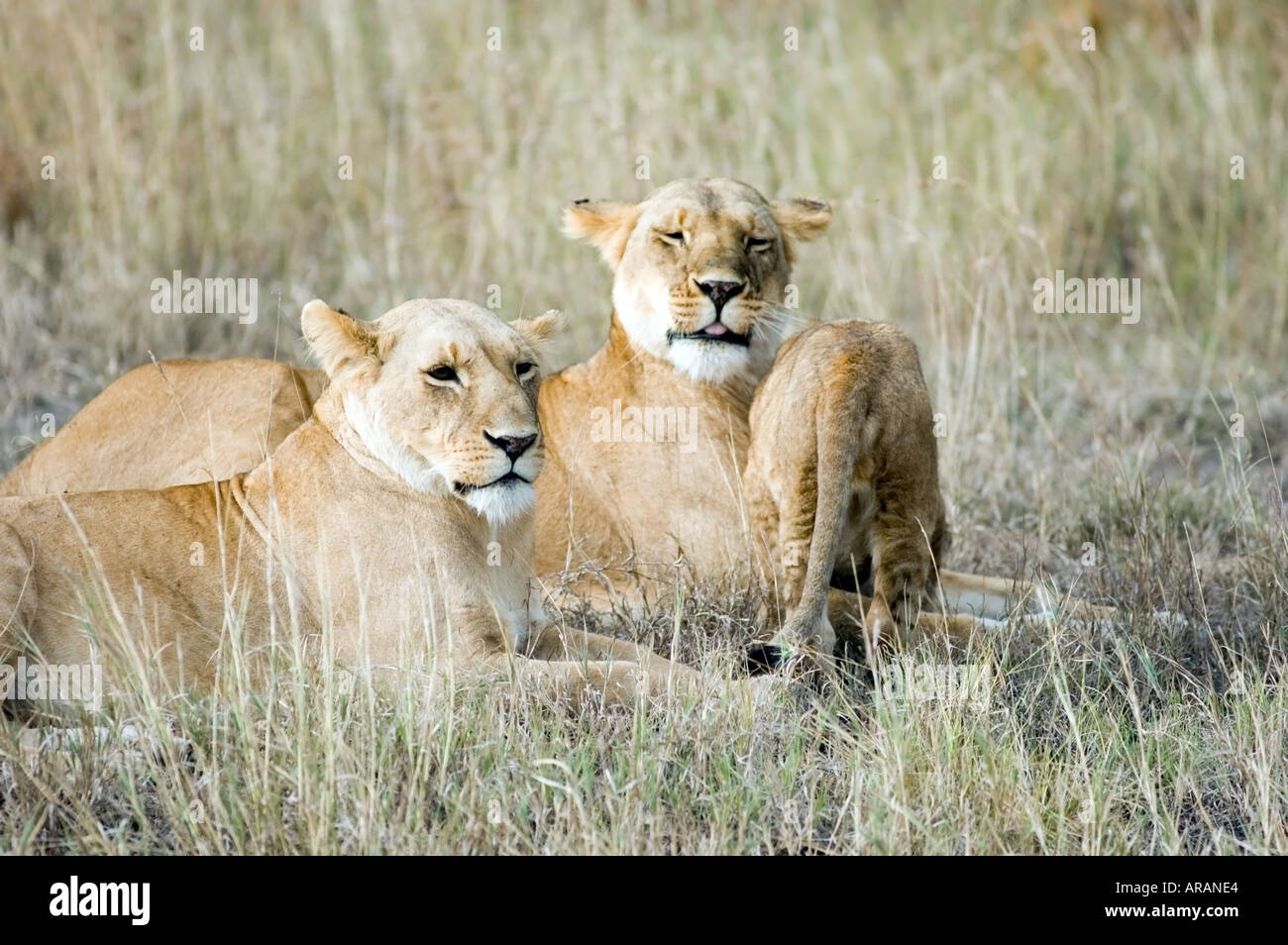Pride of lions including cubs, plays in the evening sun on the Masai ...