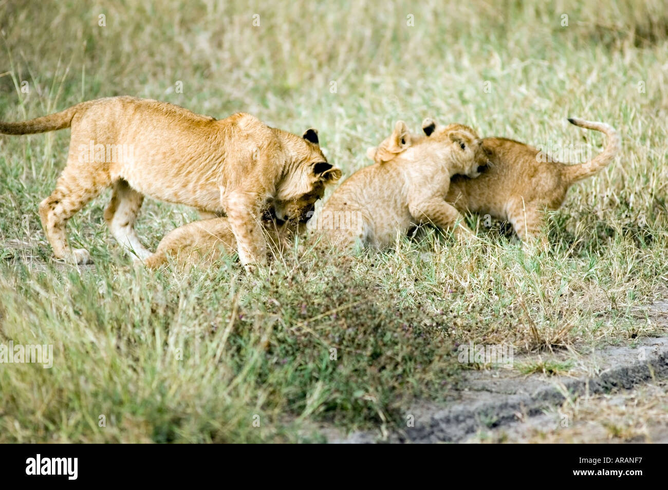 Pride of lions including cubs, plays in the evening sun on the Masai ...