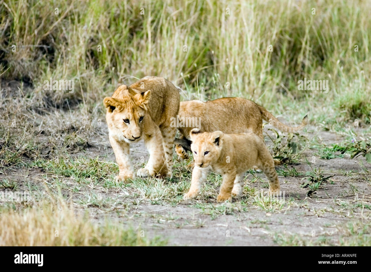 Pride of lions including cubs, plays in the evening sun on the Masai ...