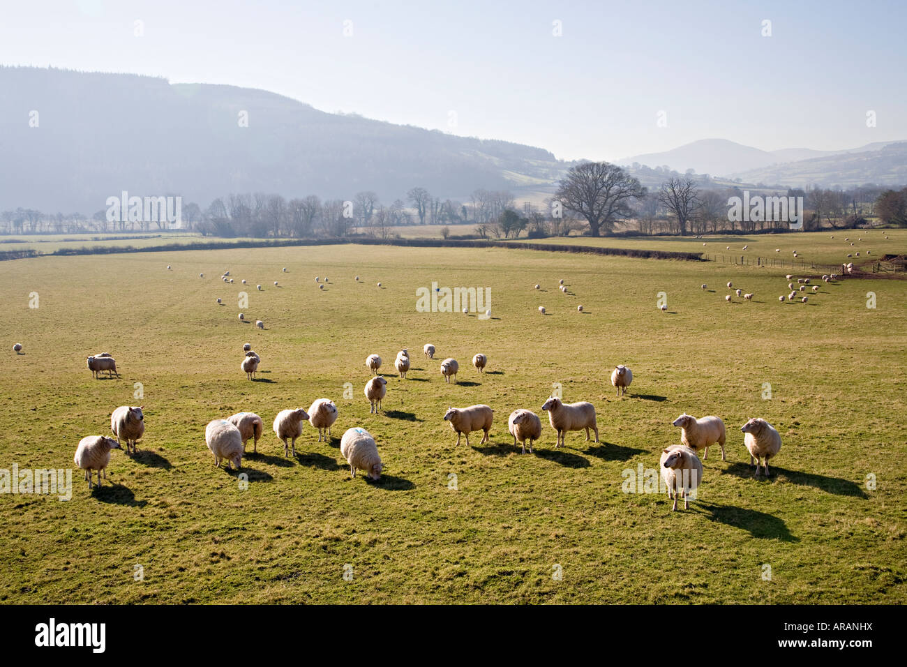 Flock of sheep in field near Tretower Wales UK Stock Photo - Alamy