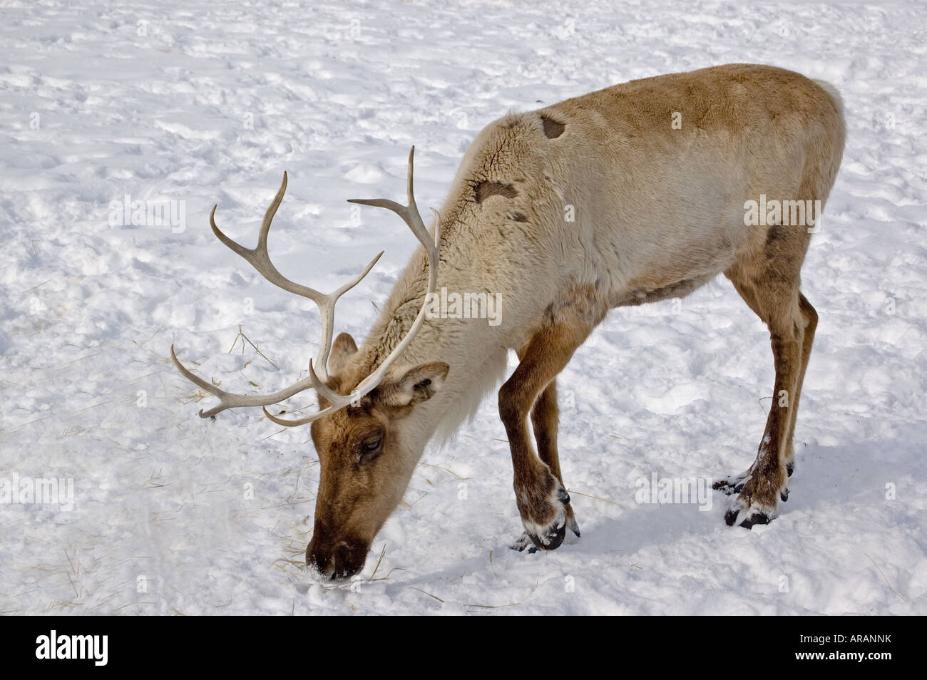 Female reindeer hi-res stock photography and images - Alamy