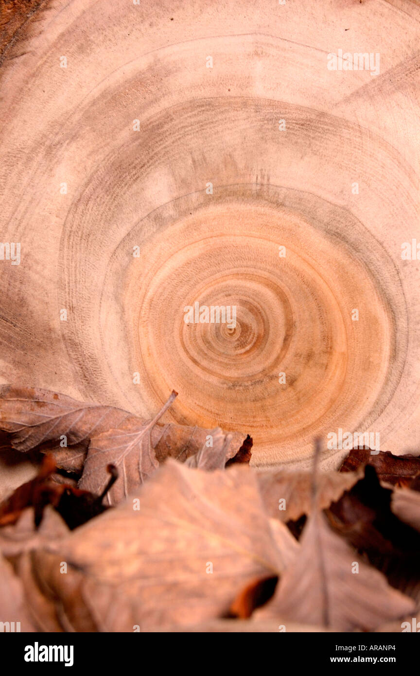Growth rings on on hardwood tree trunk Stock Photo - Alamy