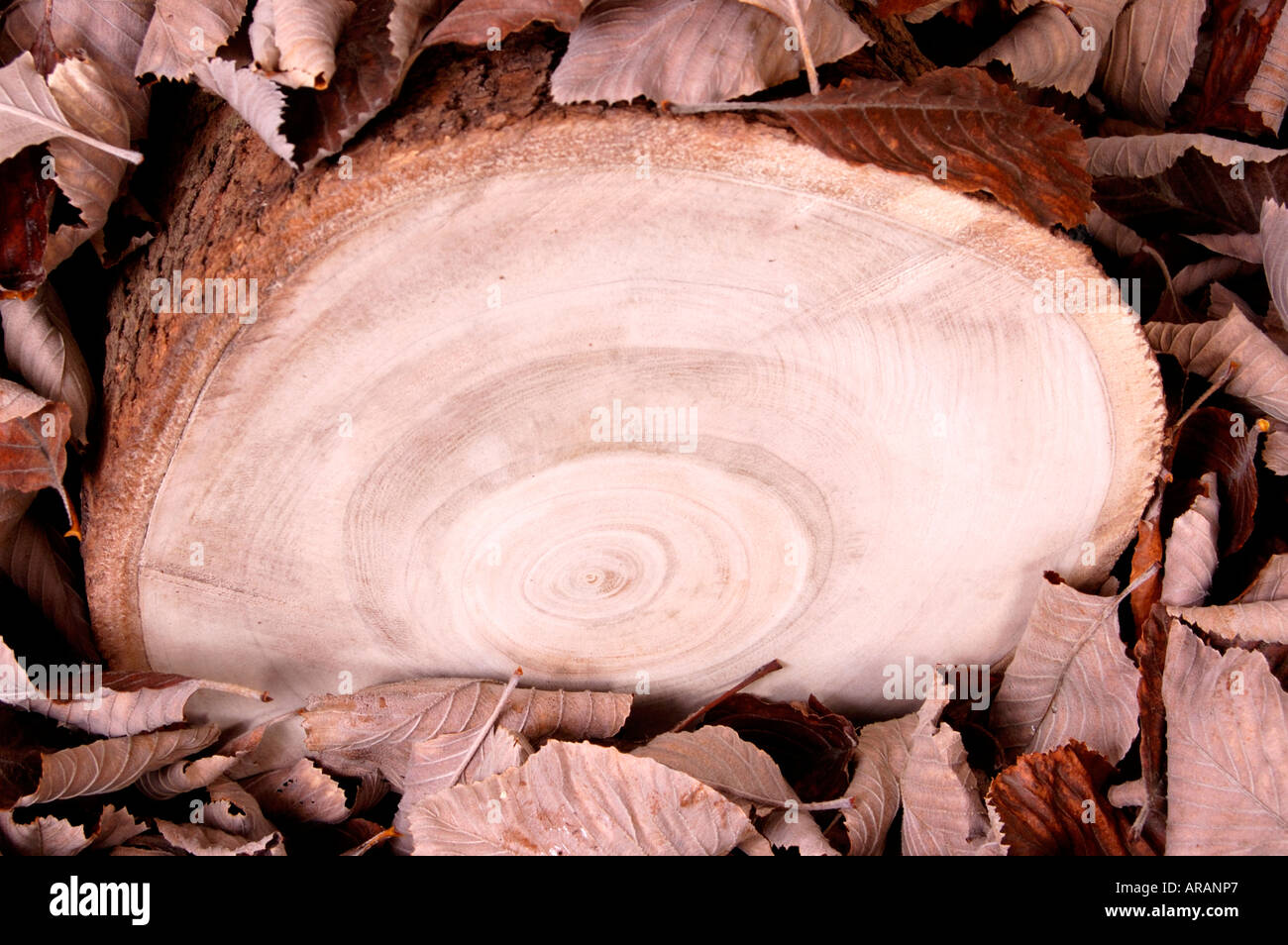 Hardwood tree trunk surrounded by autumn leaves Stock Photo - Alamy