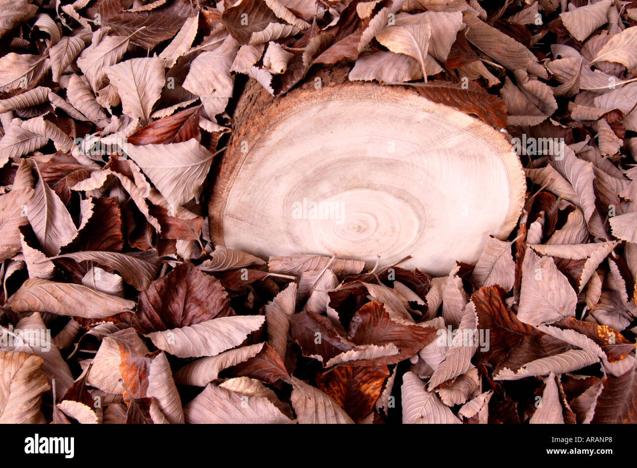 Eucalyptus tree trunk and fall leaves Stock Photo - Alamy