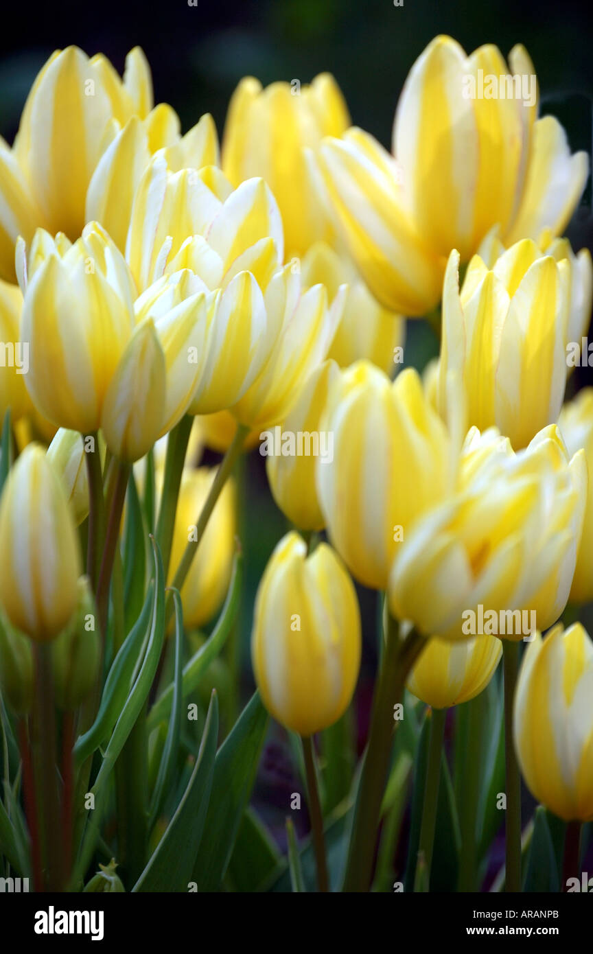 Yellow spring tulips Stock Photo - Alamy