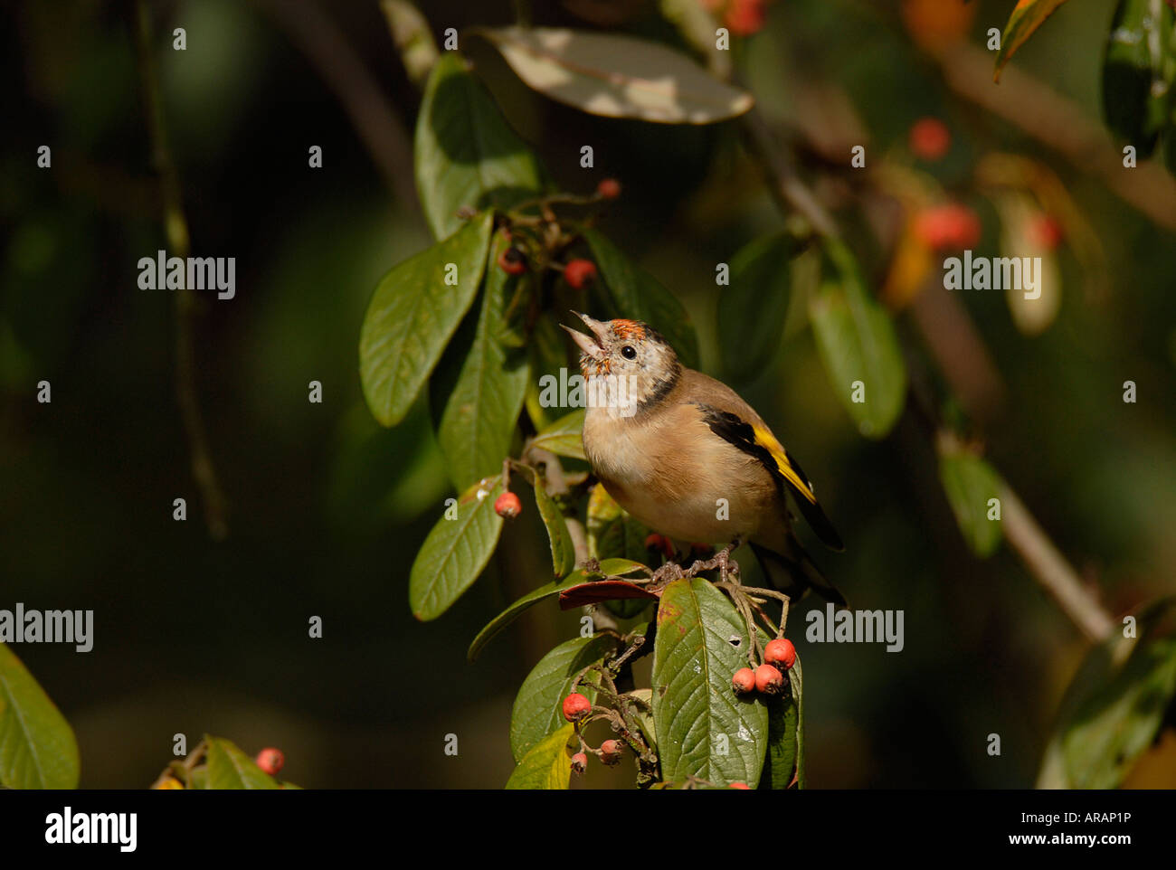 Baby goldfinch hi-res stock photography and images - Alamy