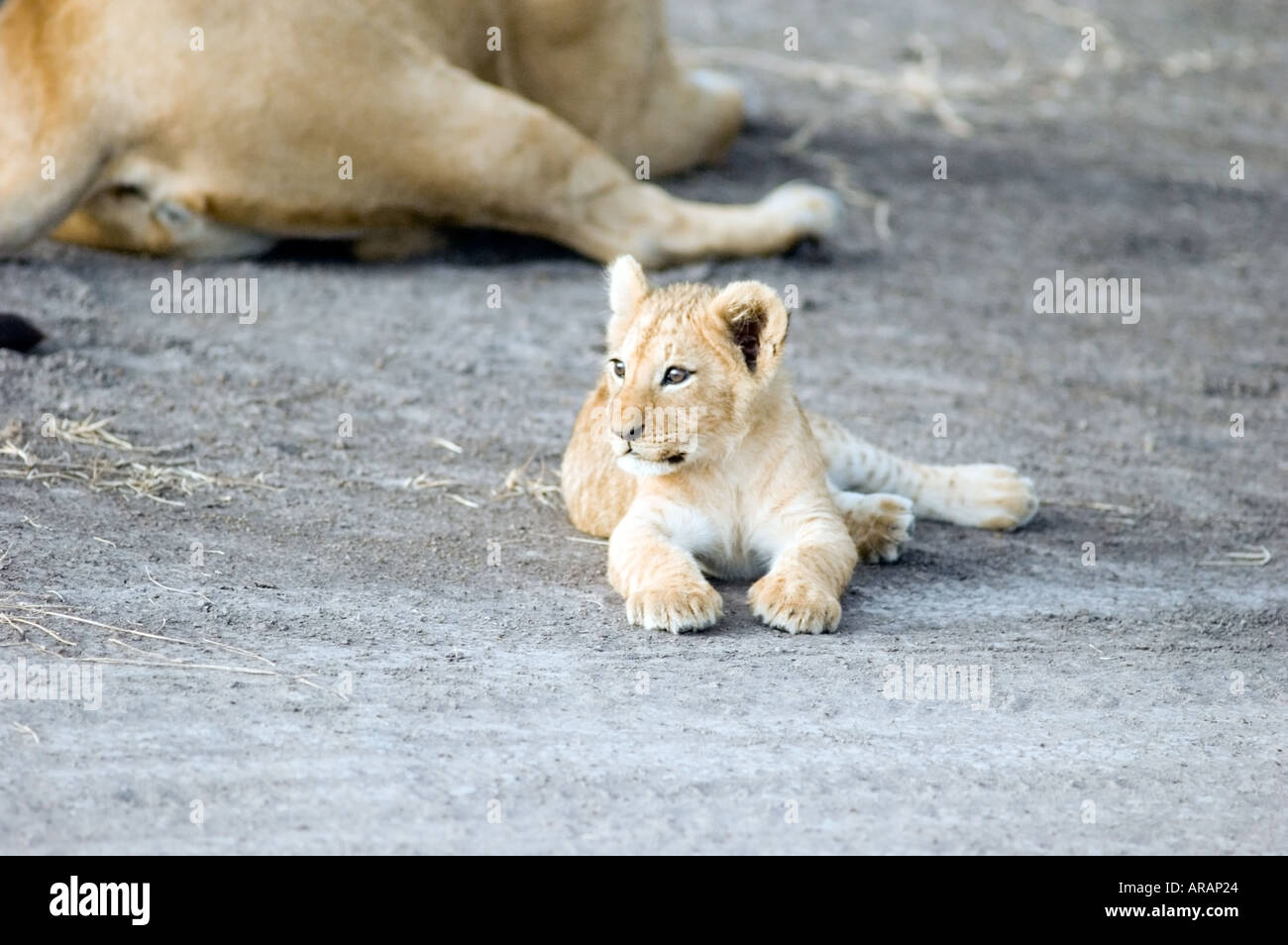Simba the lion king cub hi-res stock photography and images - Alamy