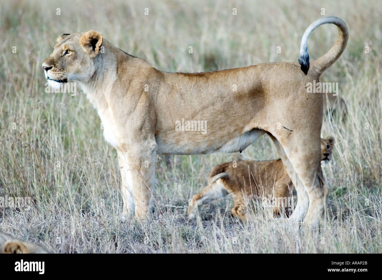 Lion tail up in evening hi-res stock photography and images - Alamy