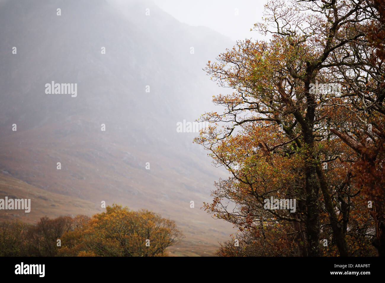 Fall Trees with Distant Mountain in Fog in Connemara County Galway ...