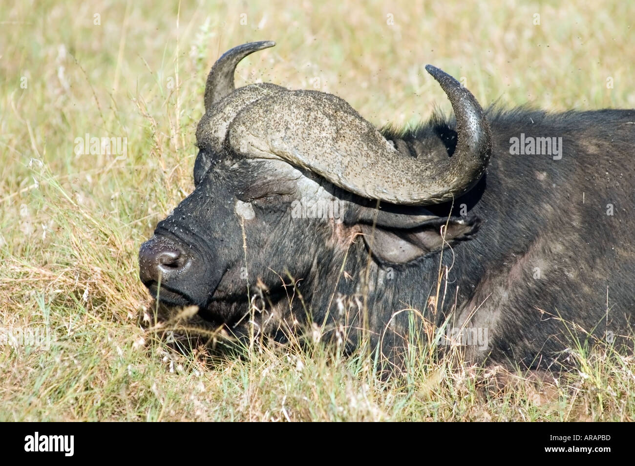 Large savanna buffalo shakes off the flies while feeding on the Masai ...
