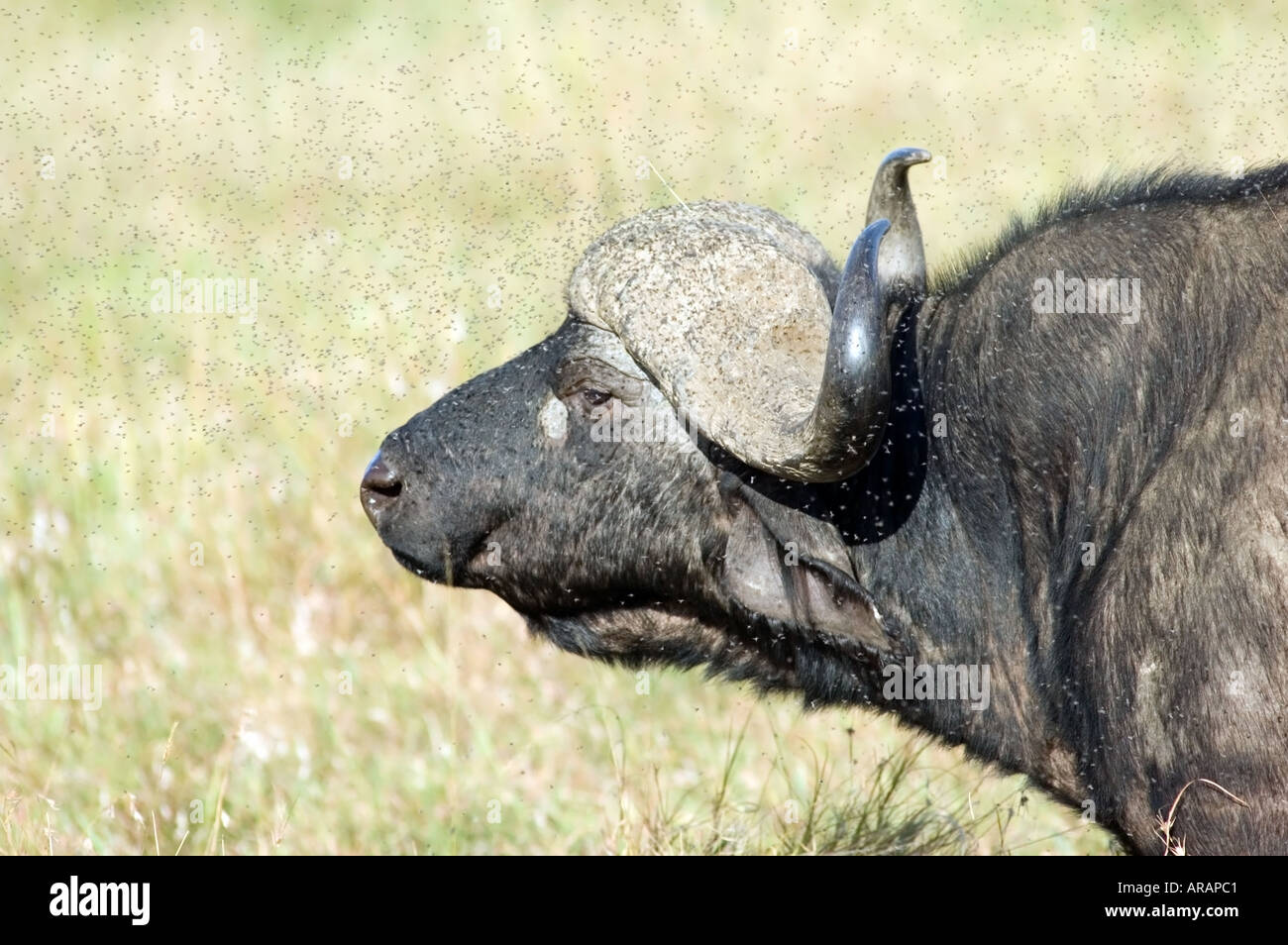 Flies swarm cow hi-res stock photography and images - Alamy
