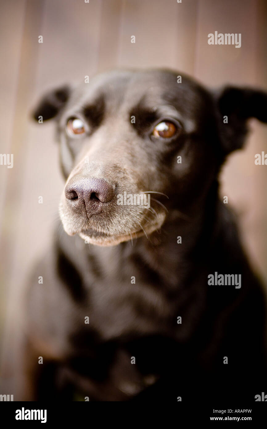 Dog looks like human hi-res stock photography and images - Alamy