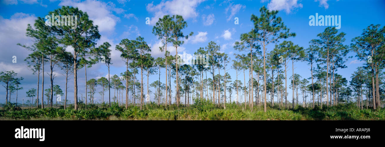 Everglades National Park rimrock pinewood community at Long Pine Key ...