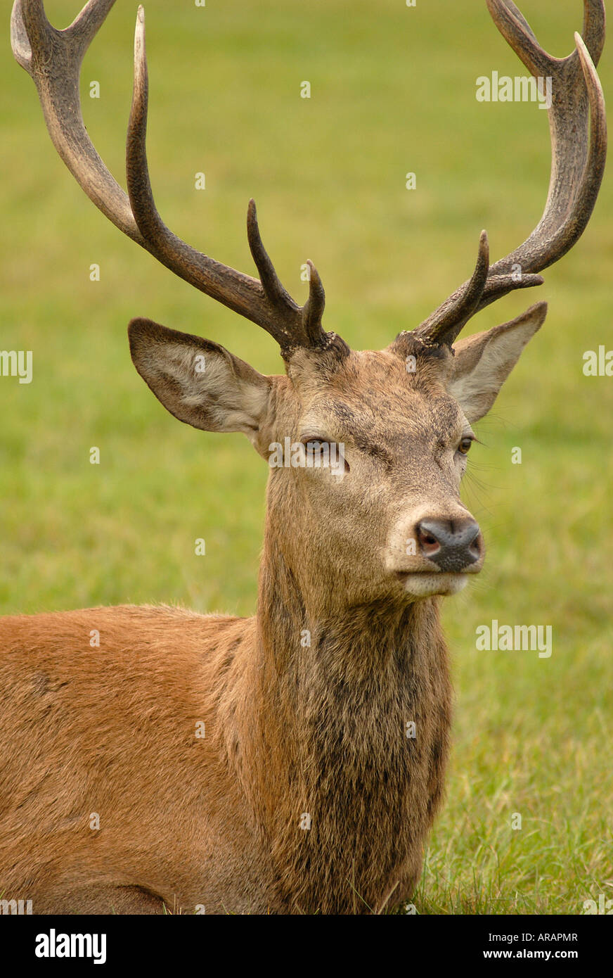 Lark trees hi-res stock photography and images - Alamy
