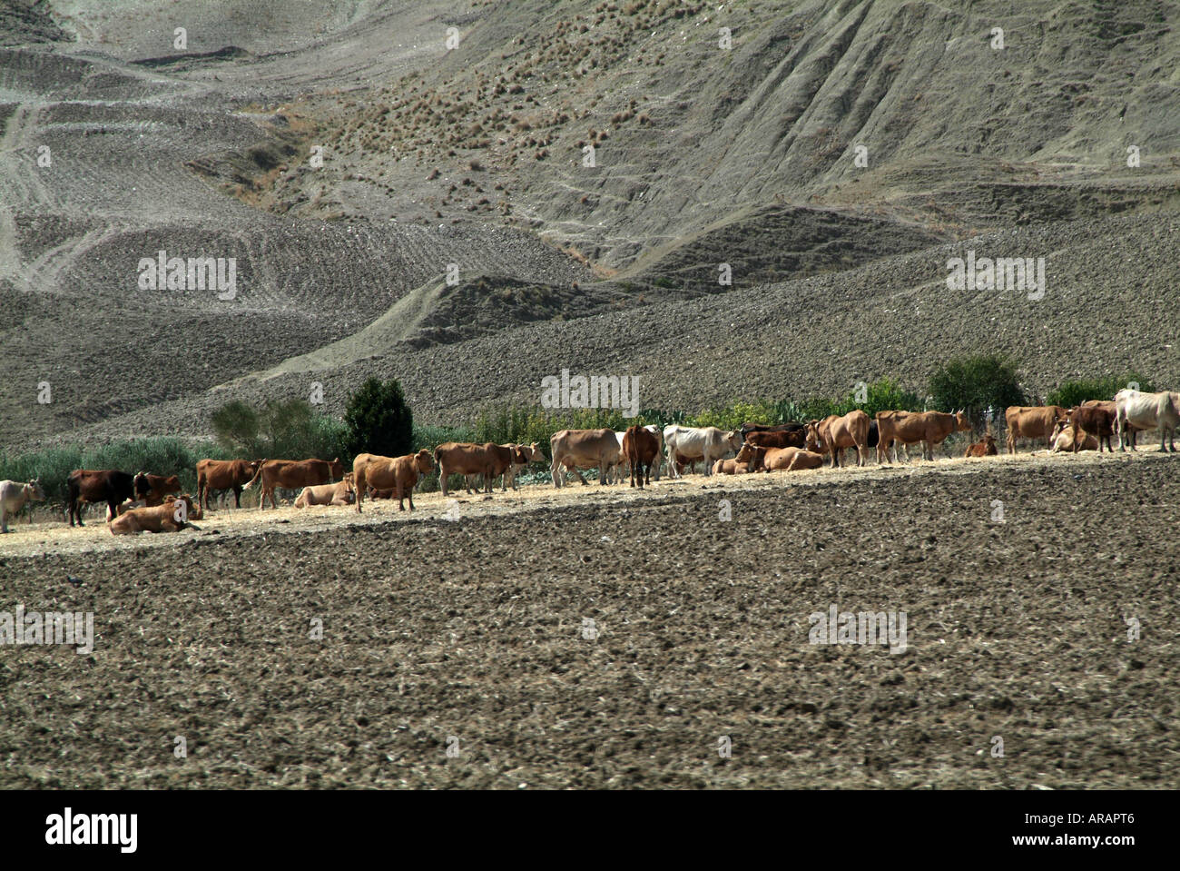 cattle, on, Scilly, farm, farming, on, Sicilian, Italy, rural ...