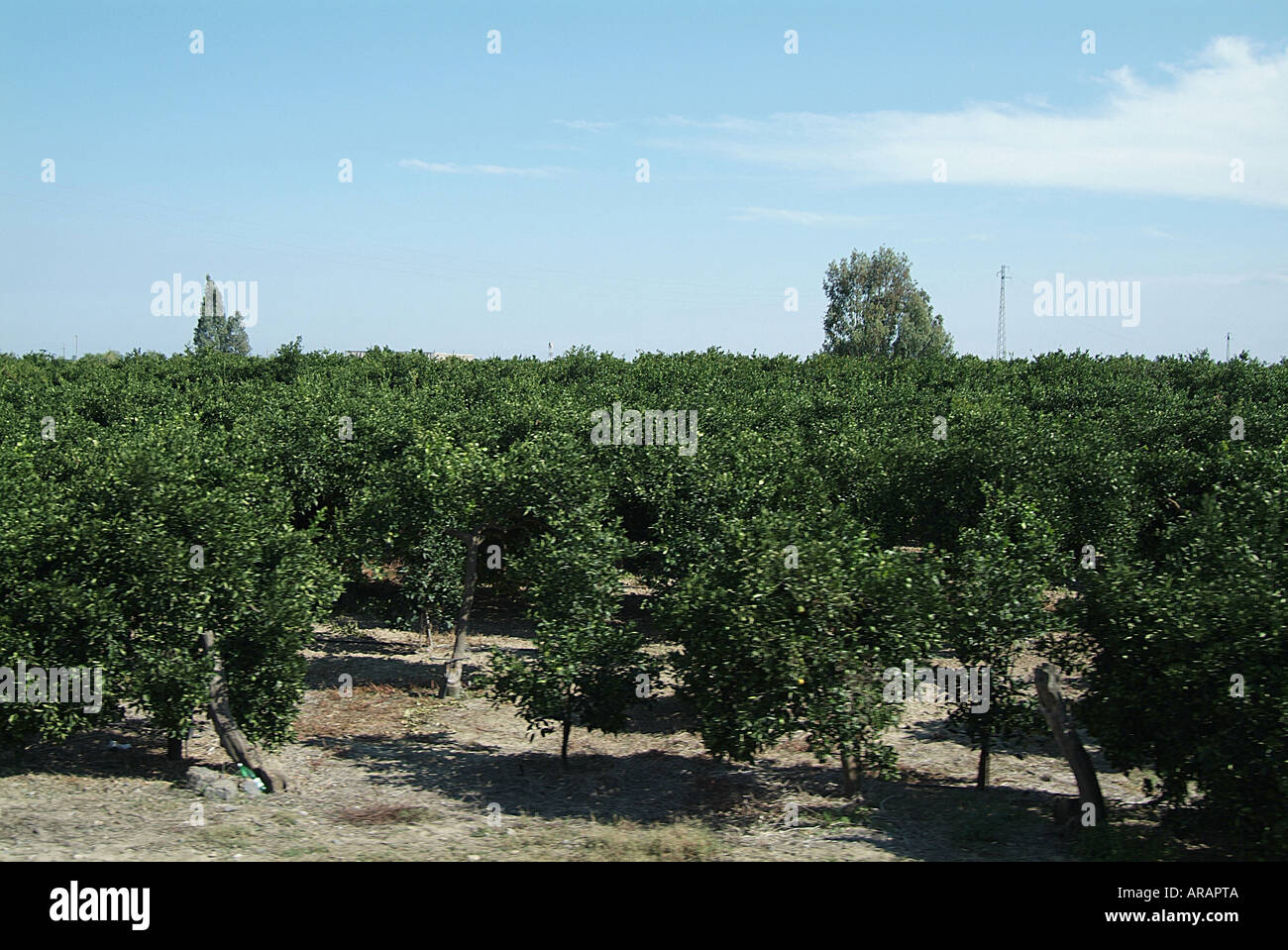 orange, lemon, citrus, fruit, groves, plantation, farm, growing Stock ...