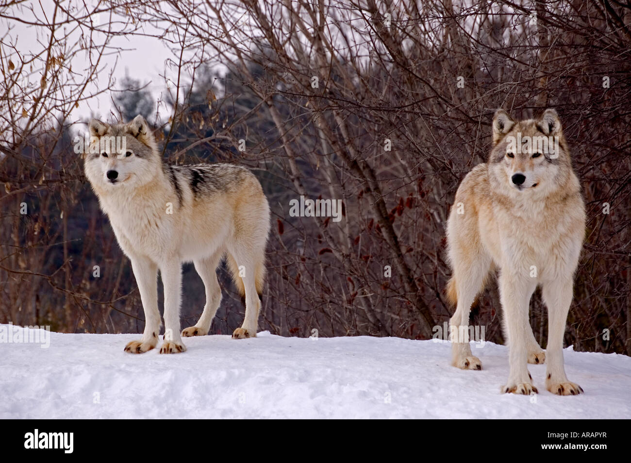 A Pair of Timber Wolves Stock Photo - Alamy