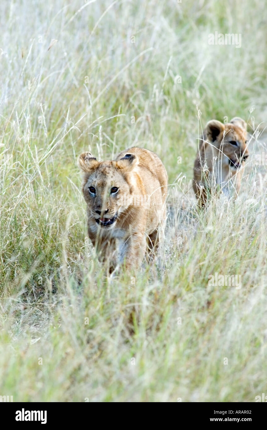 Female maneater hi-res stock photography and images - Alamy