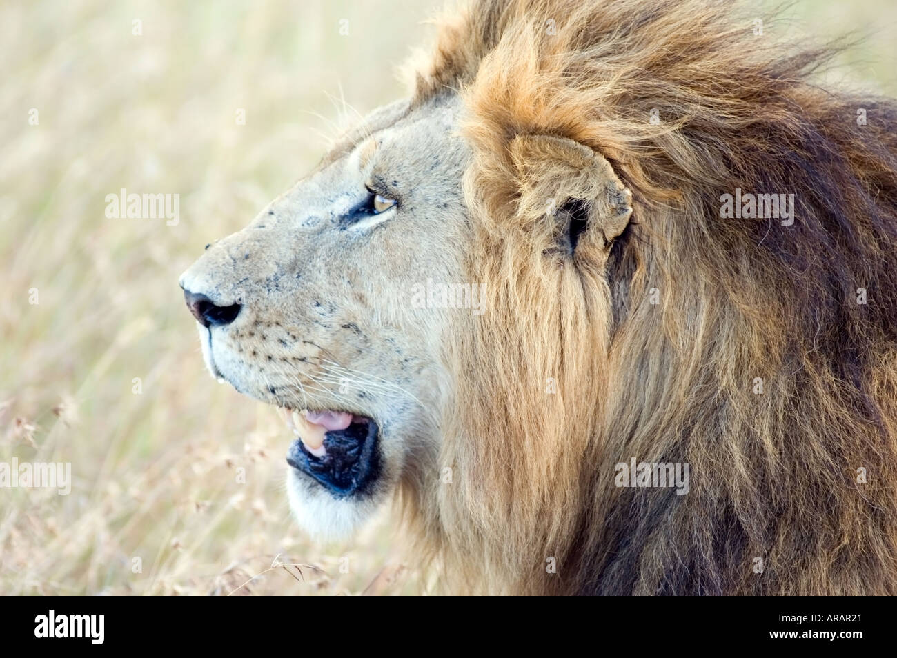 Rogue lion hi-res stock photography and images - Alamy