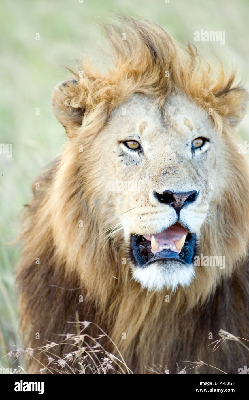 Male Lion Pride