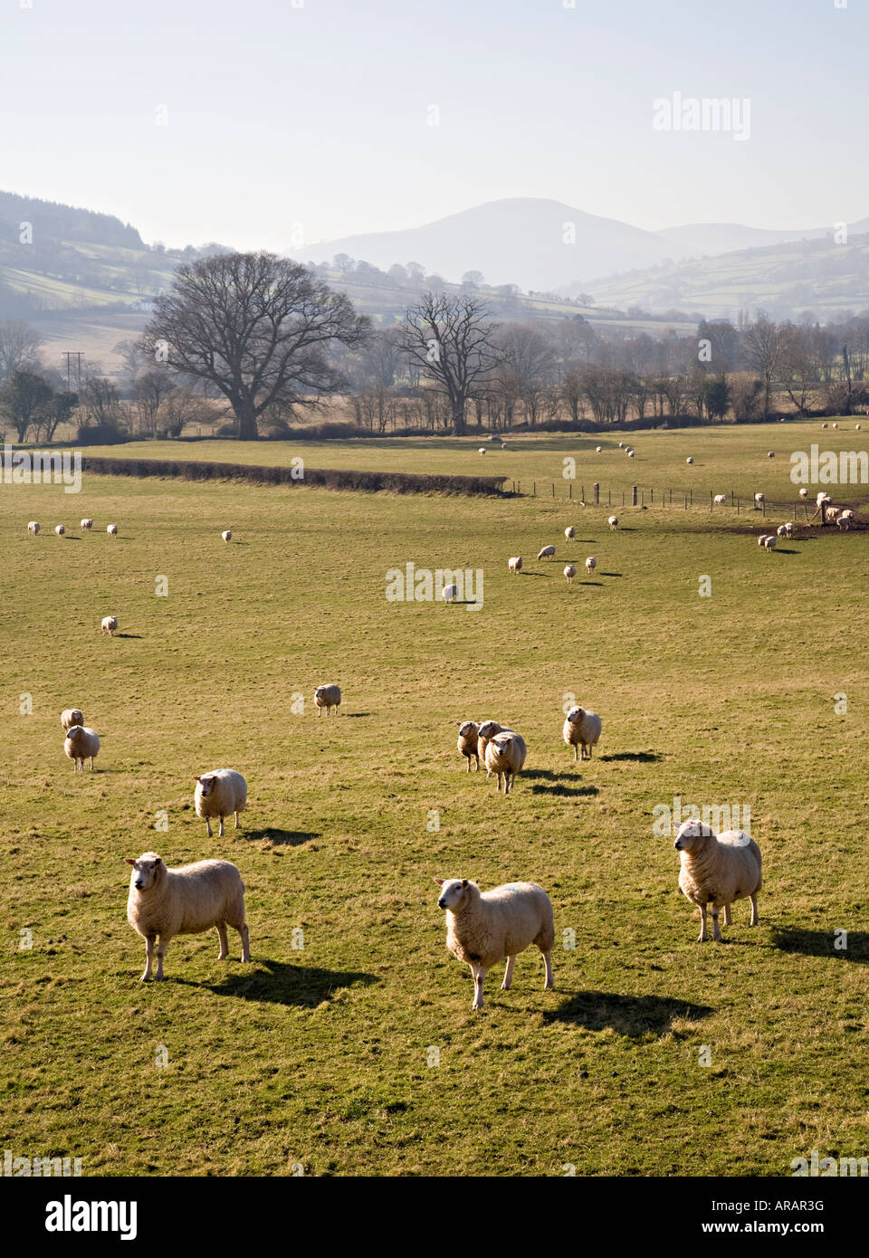 Sheep flock britain hi-res stock photography and images - Alamy