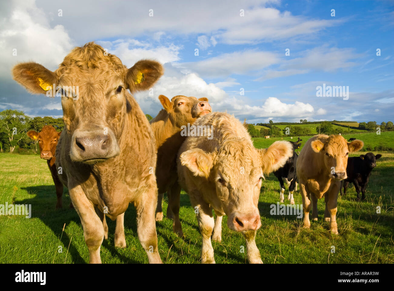 cows in field, County Down, Northern Ireland, UK Stock Photo - Alamy
