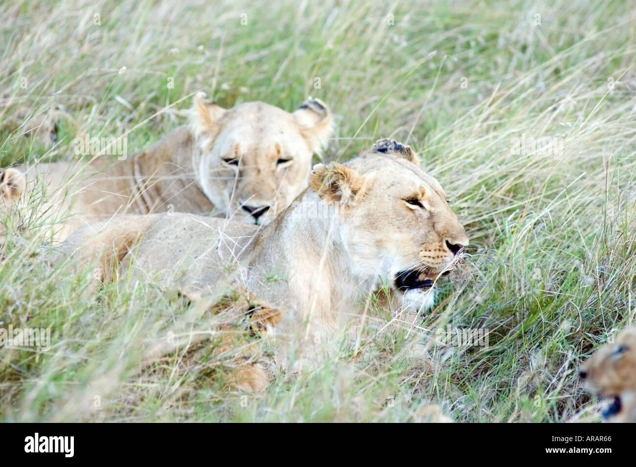 Pride of lions including cubs, plays in the evening sun on the Masai ...