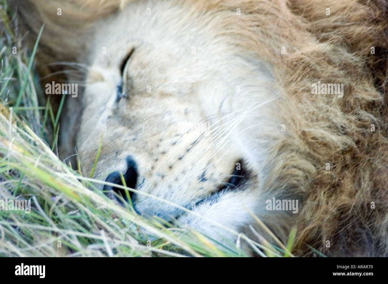 The lion, panthera leo, Simba, sleeps in the afternoon sun on the Masai ...