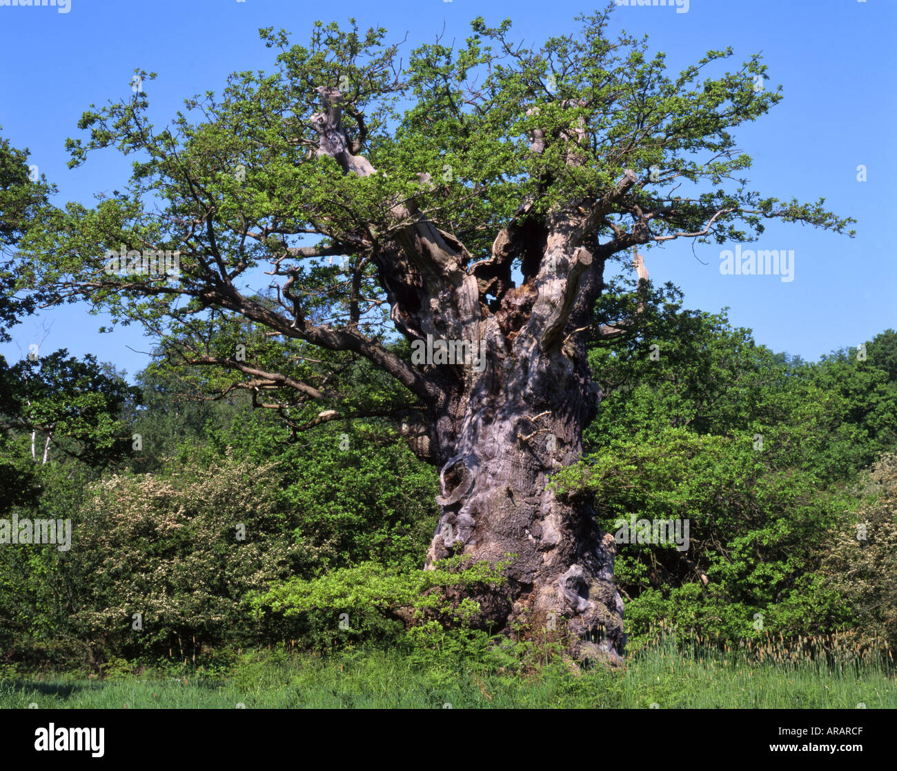 Windsor park oak trees hi-res stock photography and images - Alamy