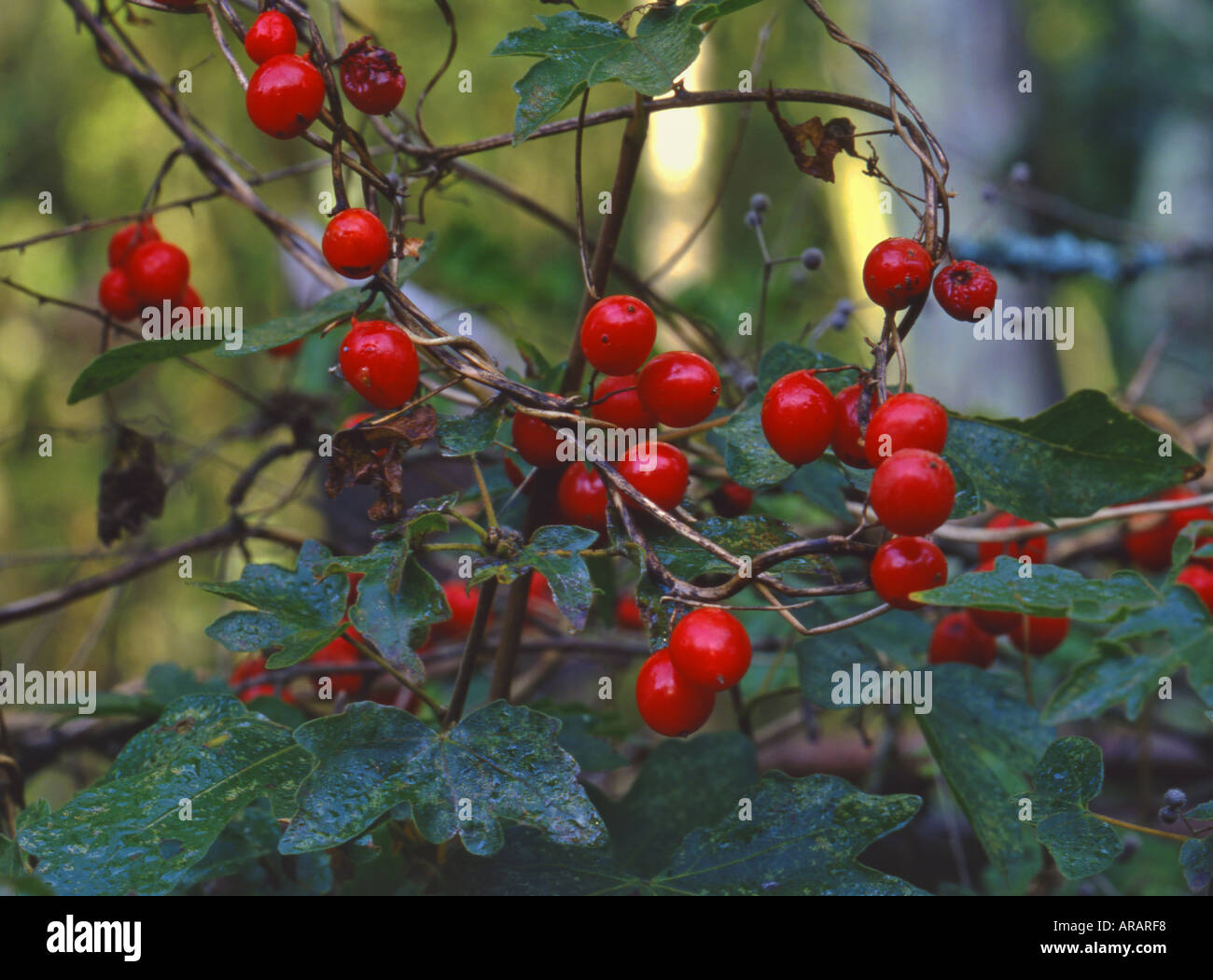 Poisonous berries hedgerow hi-res stock photography and images - Alamy