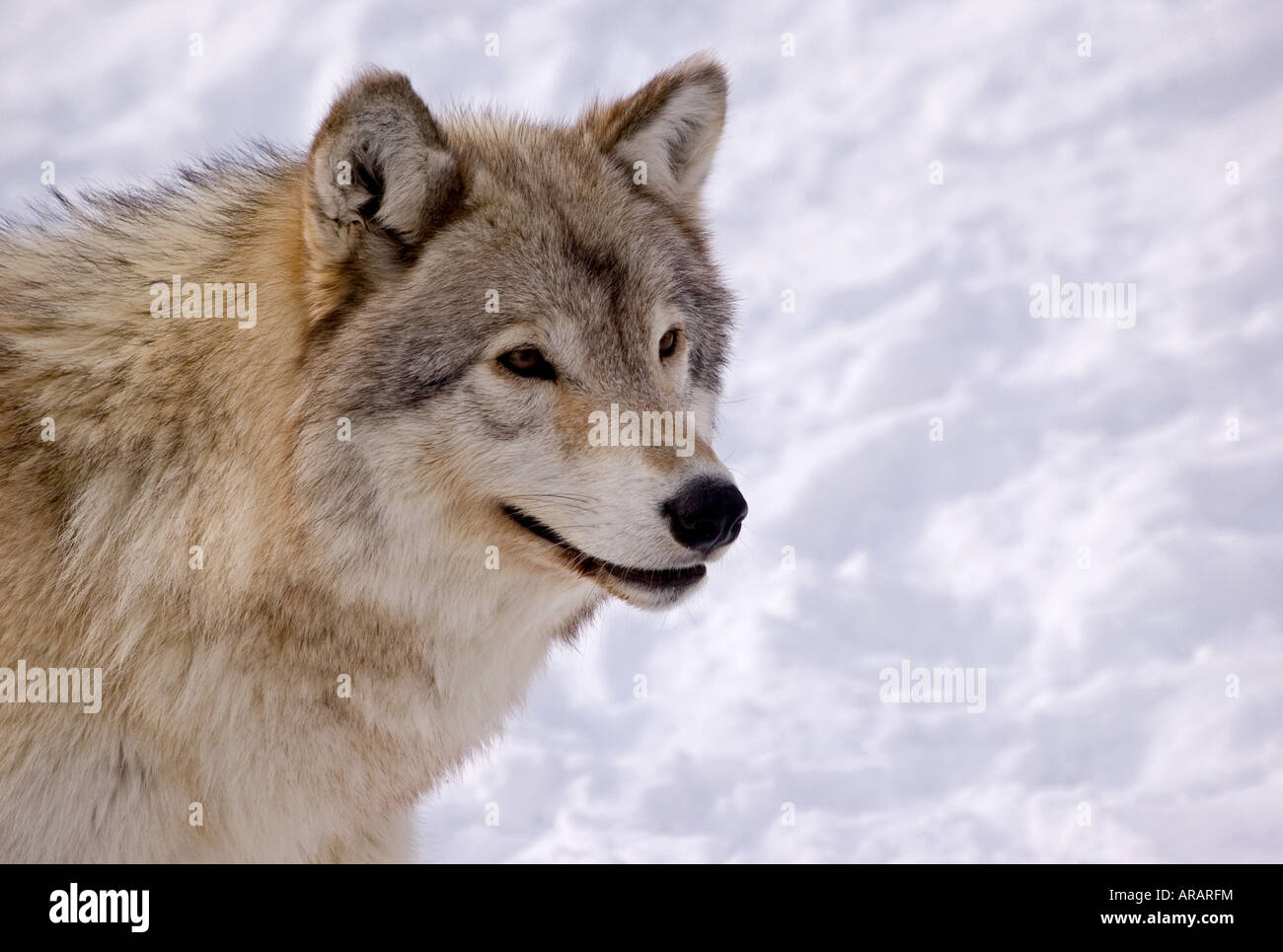A Timber Wolf Stock Photo - Alamy