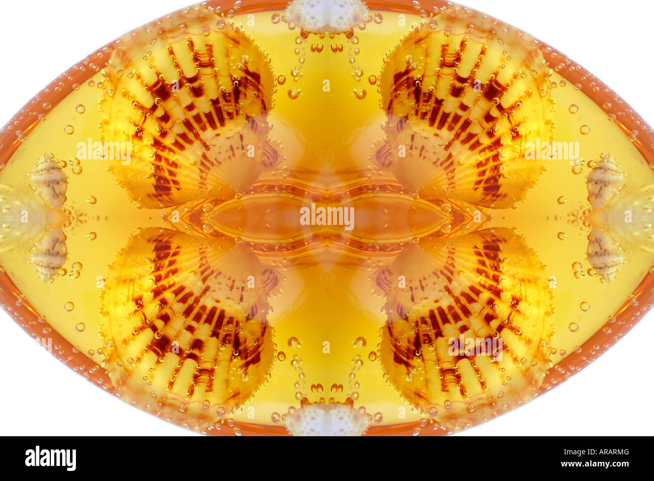 Conch structures hi-res stock photography and images - Alamy