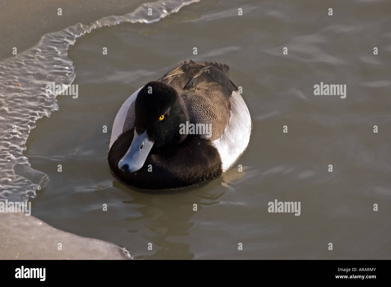 A Lesser Scaup Duck Stock Photo - Alamy