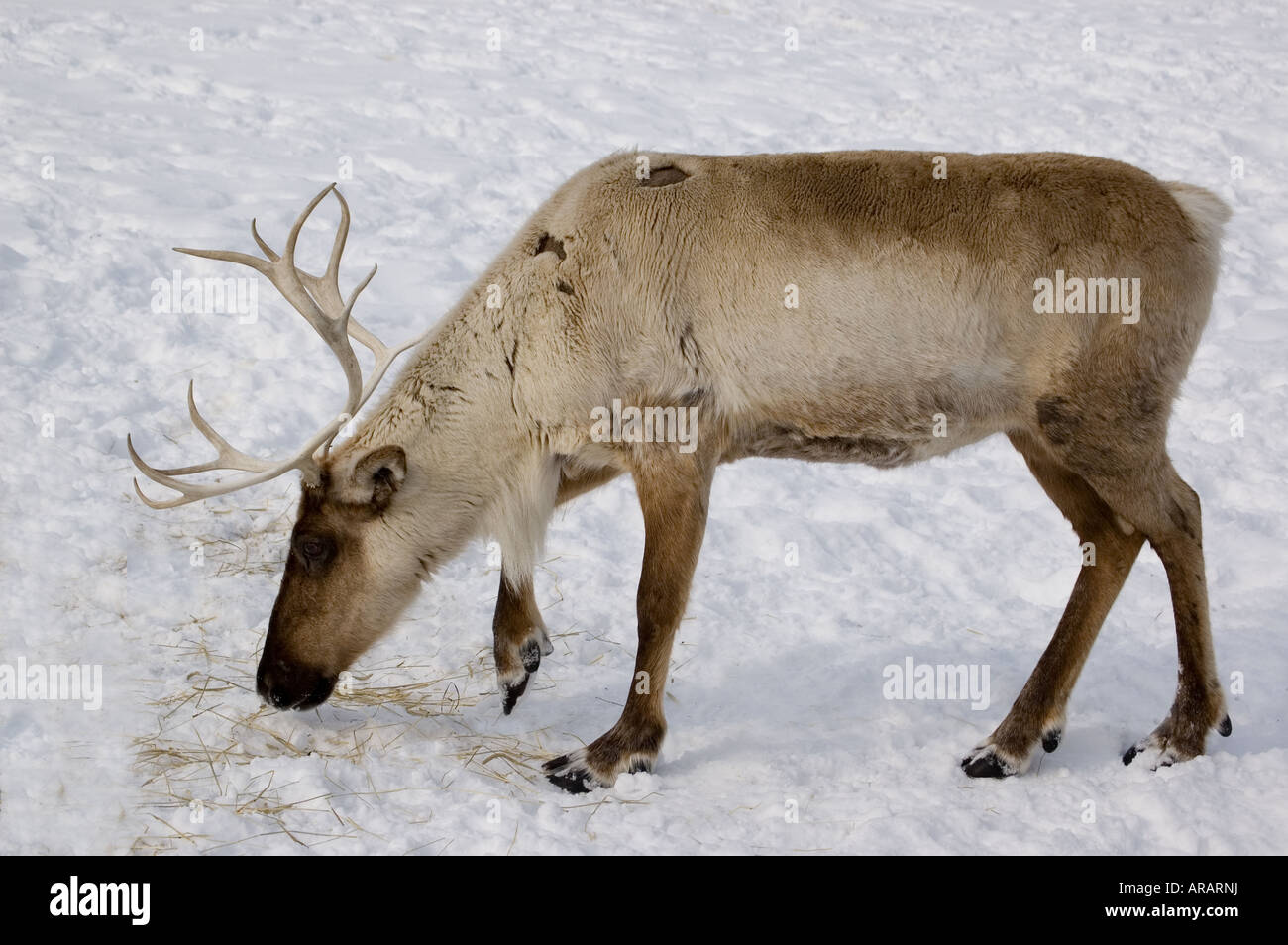 Woodland caribou quebec hi-res stock photography and images - Alamy