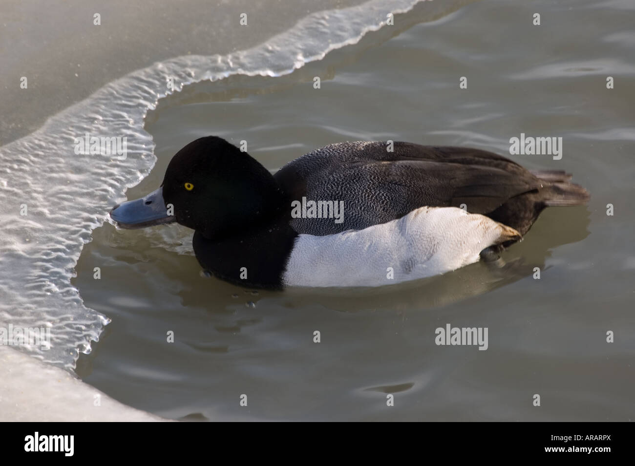 A Lesser Scaup Duck Stock Photo - Alamy
