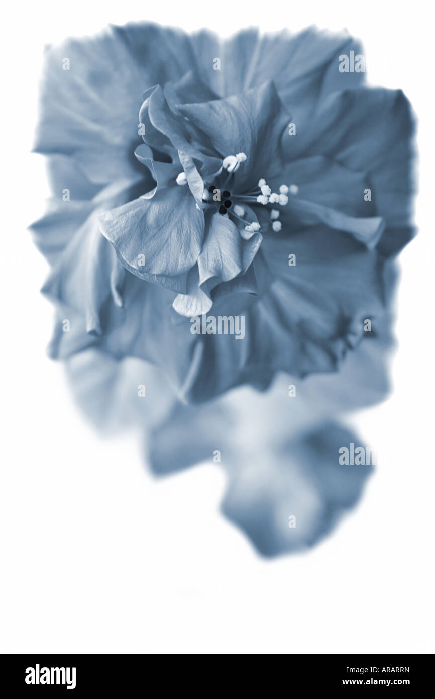 Flower isolated on white Stock Photo - Alamy