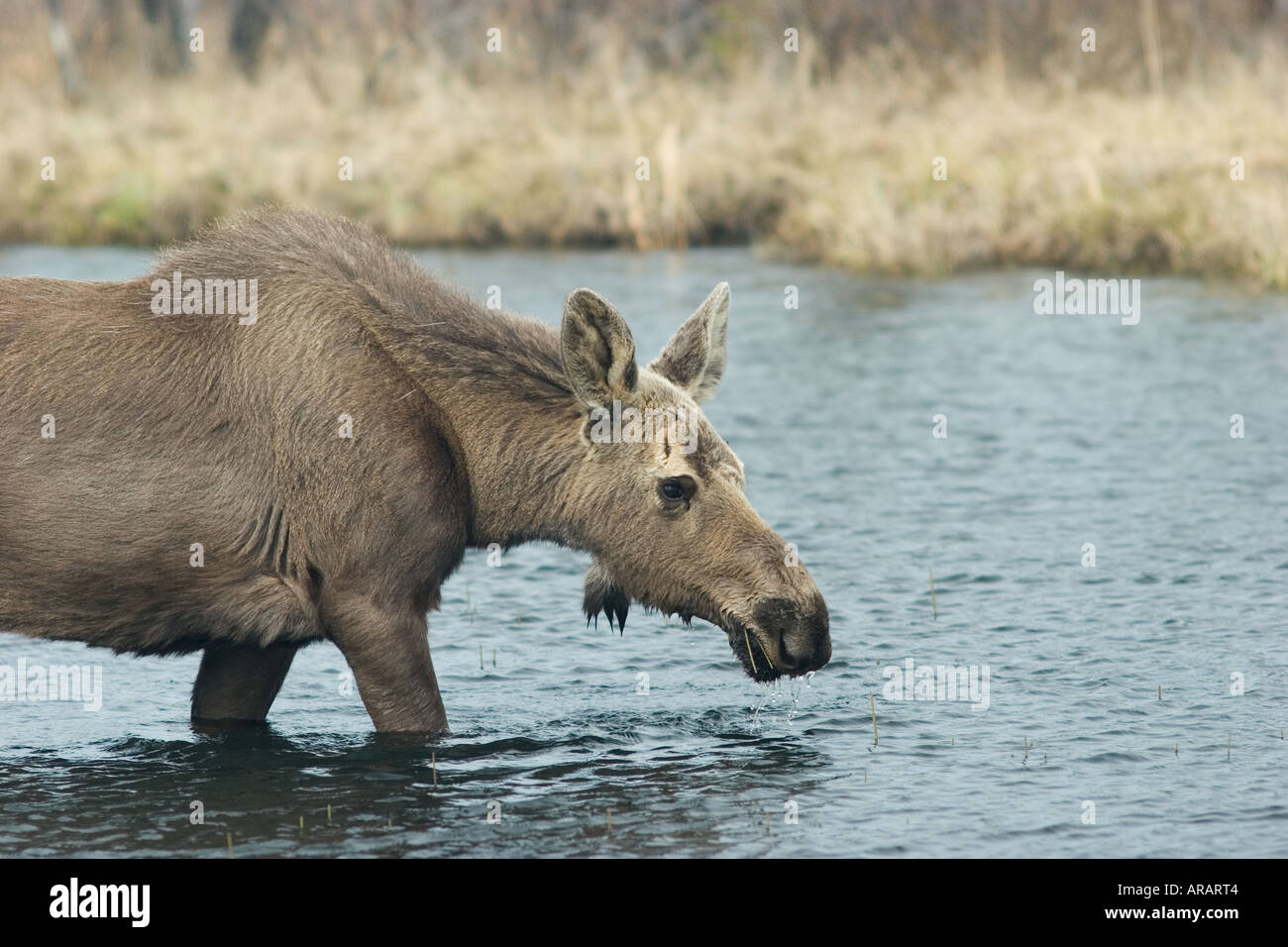 Young female moose feeding in shallow water Stock Photo - Alamy