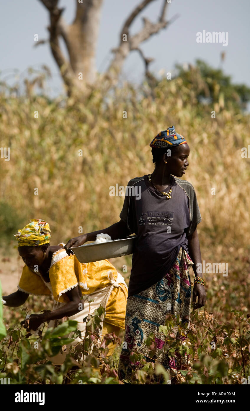 Fairtrade farmers picking cotton in Mali, Africa Stock Photo - Alamy