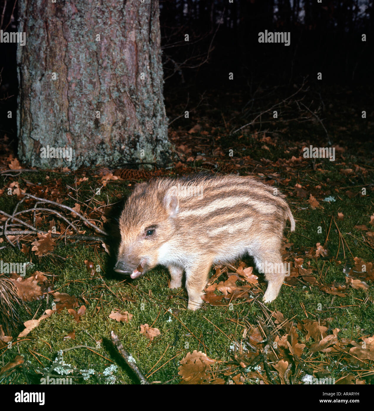 Marcassin hi-res stock photography and images - Alamy