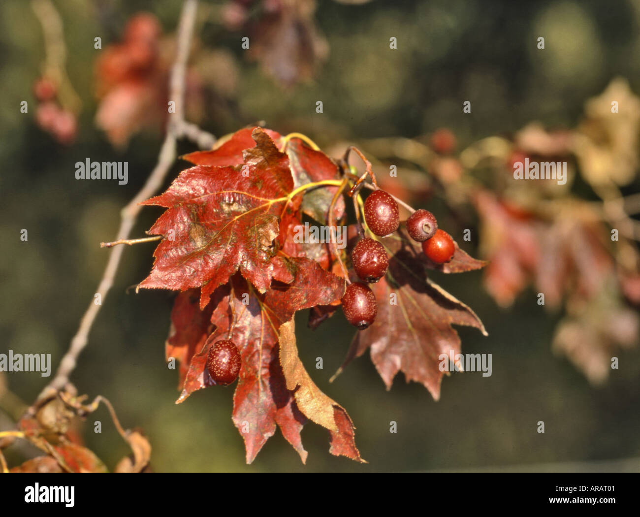 Wild Service Tree. Berries & leaves Stock Photo - Alamy