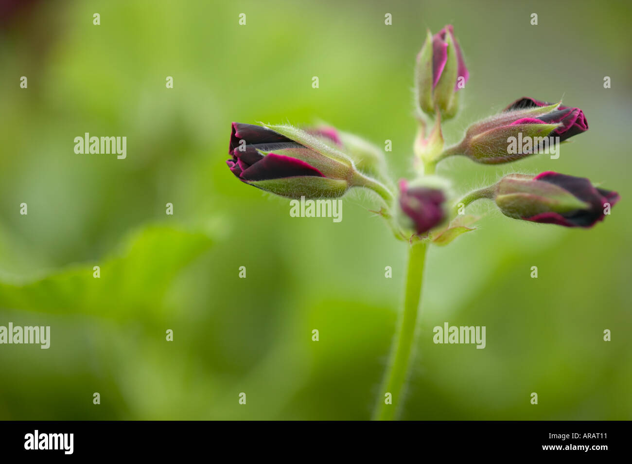 Lord bute hi-res stock photography and images - Alamy